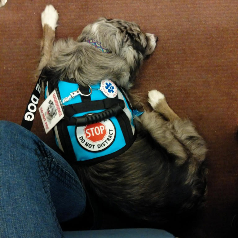 Real Stories of Migraine Relief with a Service Dog: Life-Changing Moments