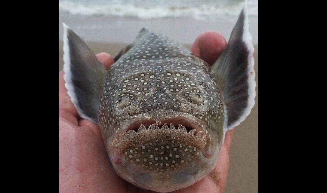 Venomous fish that swallows other fish whole spotted along Texas coast