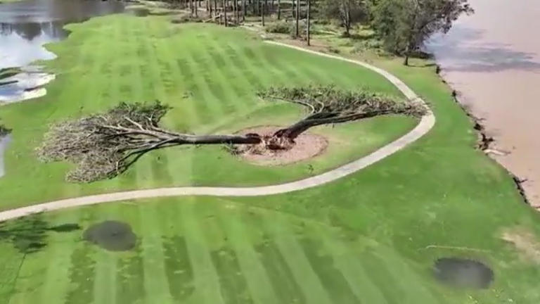 Photographer remembers iconic ‘Broccoli Tree’