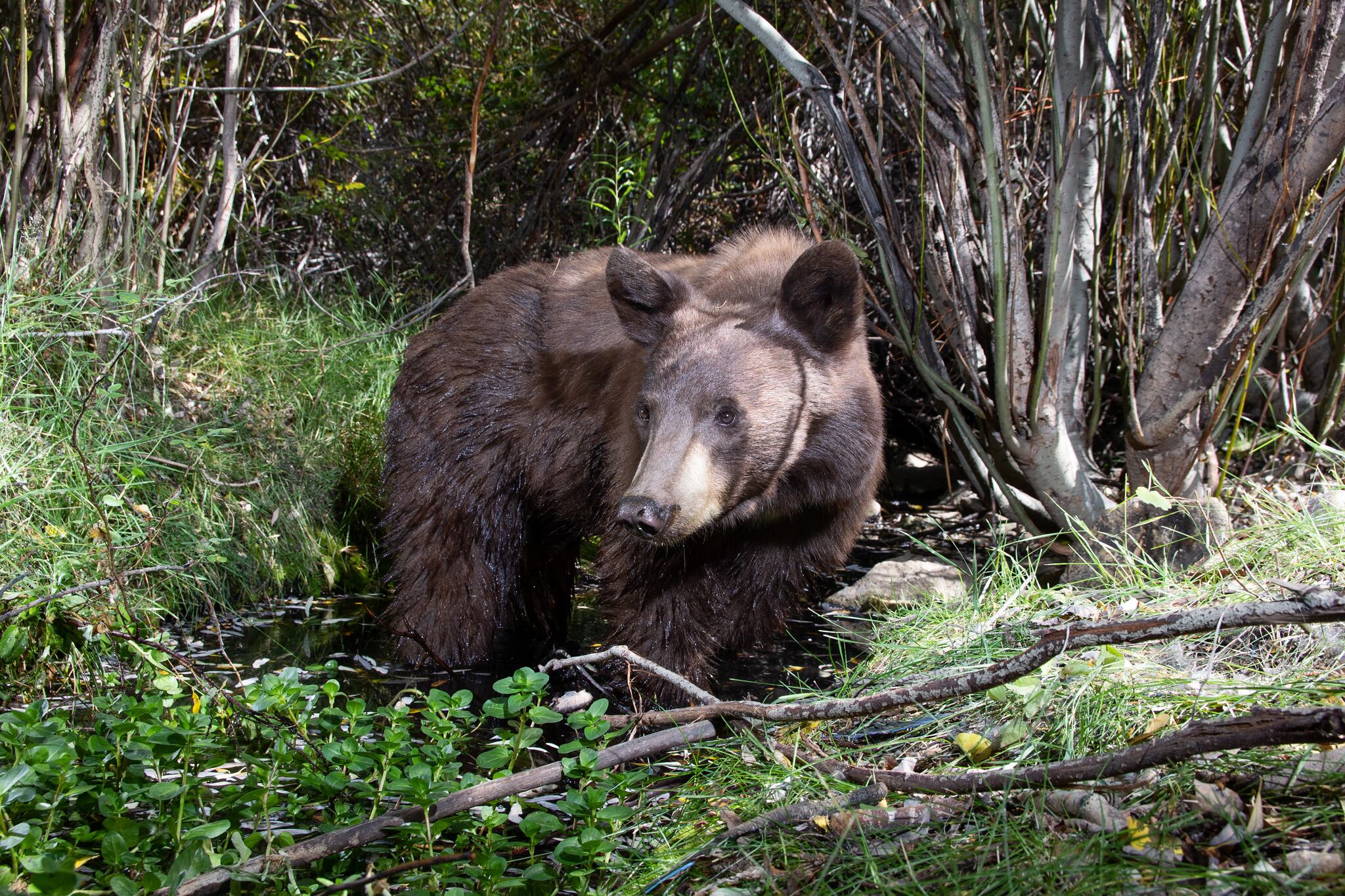 Tahoe officials warn of bears as snow melts