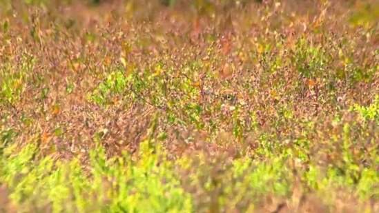 Optical illusion: If you can spot hidden bird in this image, you'll be ...