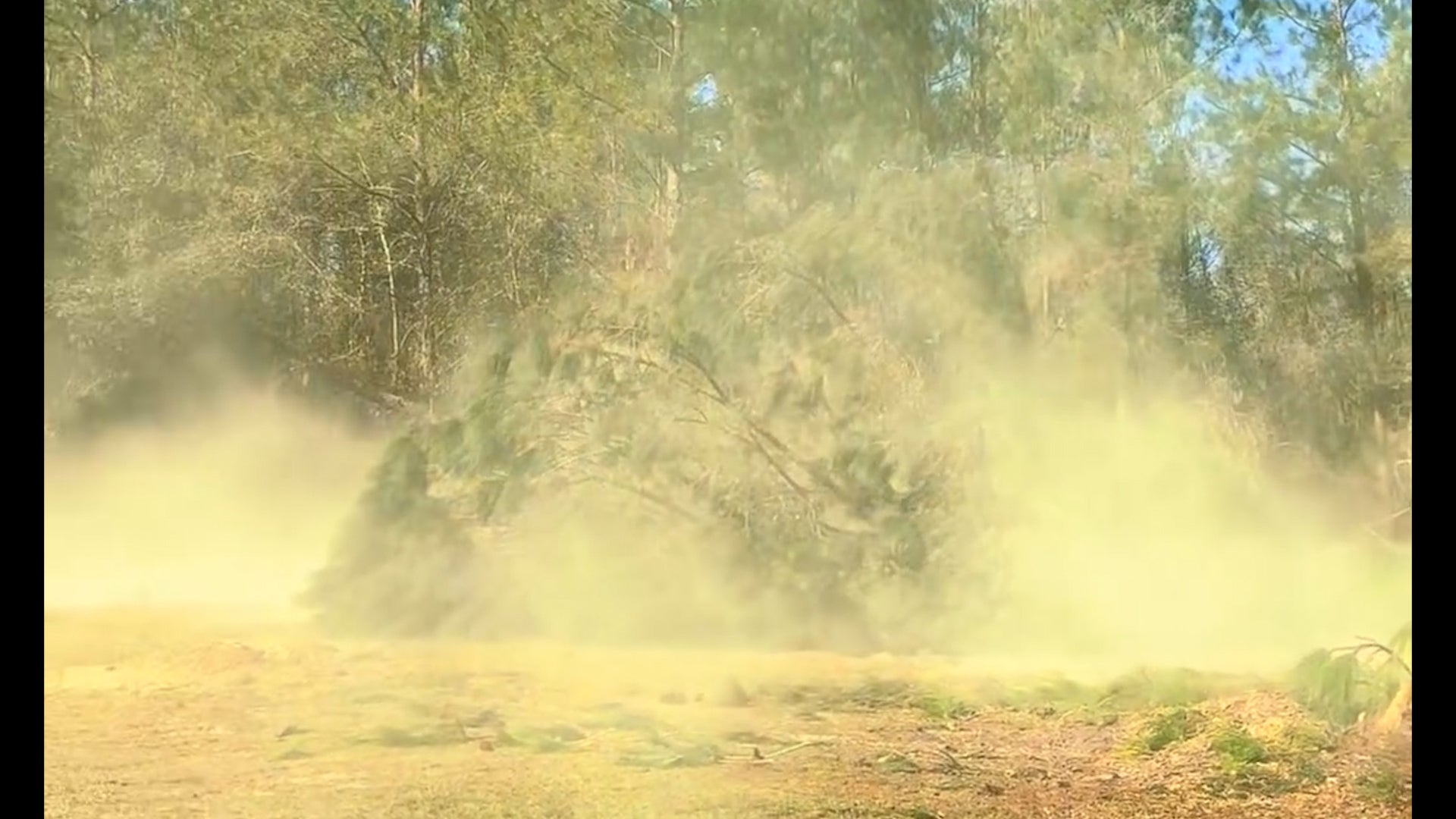 Falling Tree Turns Into A Pollen Storm
