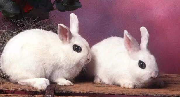 These Insanely Cute Rabbit Breeds Will Melt Your Heart!