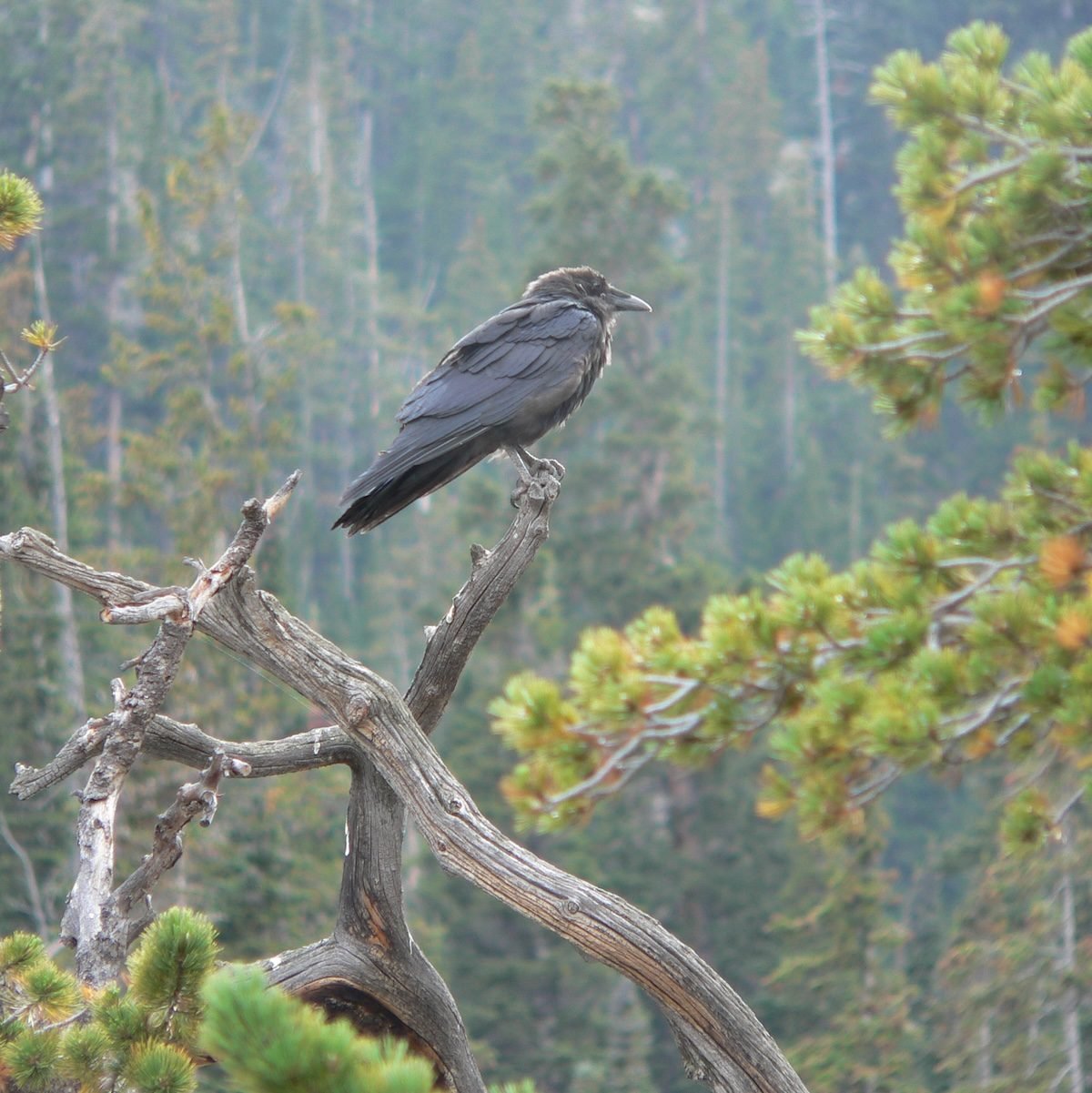 Brainy Birds: America’s Smartest Bird Species