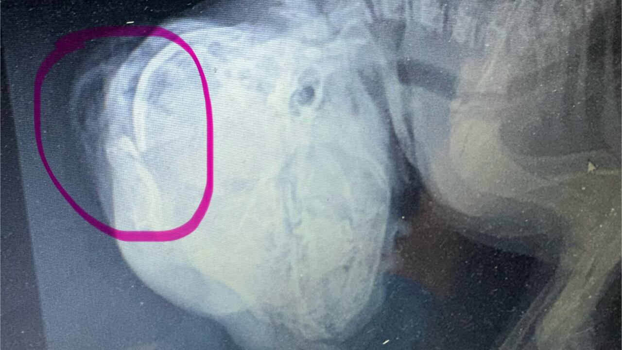 Man arrested in Live Oak for aggravated animal cruelty after allegedly ...