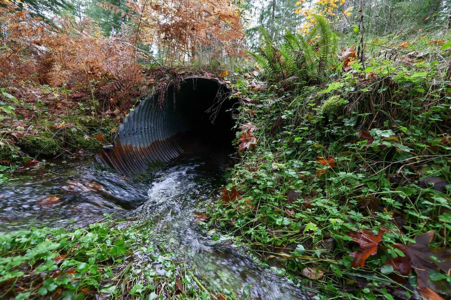 $5B plan to fund culvert removals unveiled by WA senators