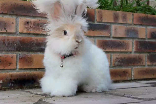 These Insanely Cute Rabbit Breeds Will Melt Your Heart!
