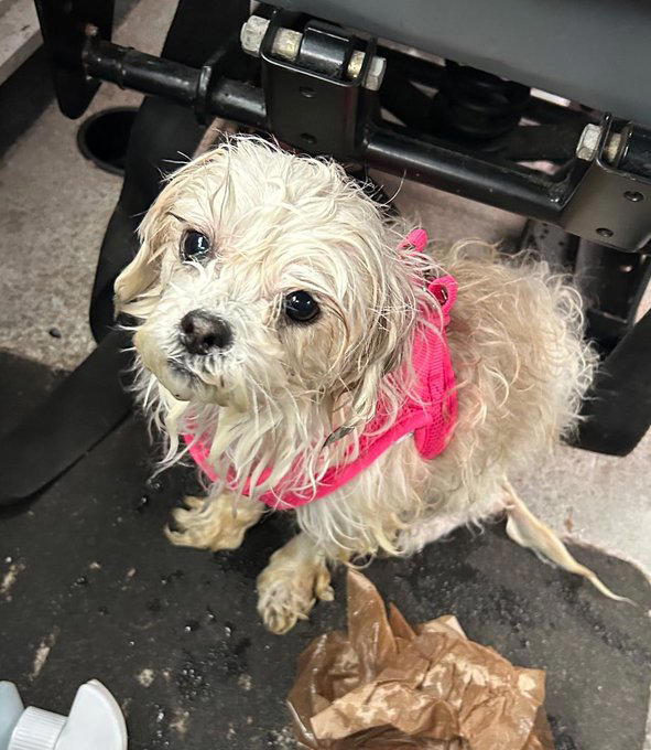 NYPD Harbor heroes recall saving pup from frigid East River with ...