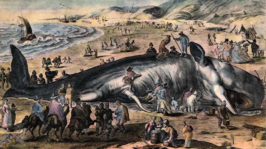 Blubber Bath: When Dead Whale Carcasses Were Used as Health Cures
