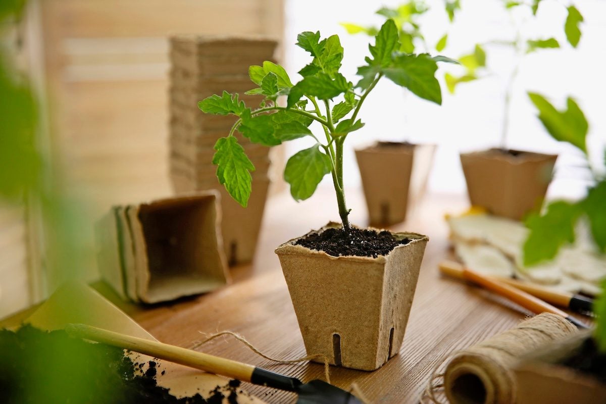 The Ruth Stout Method and More Tips to Garden Greener