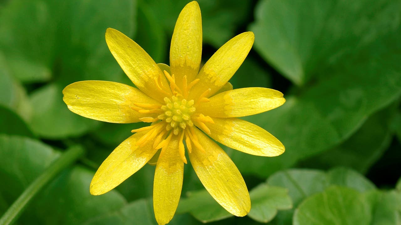 Lesser Celandine, an invasive menace, is spreading in Michigan ...
