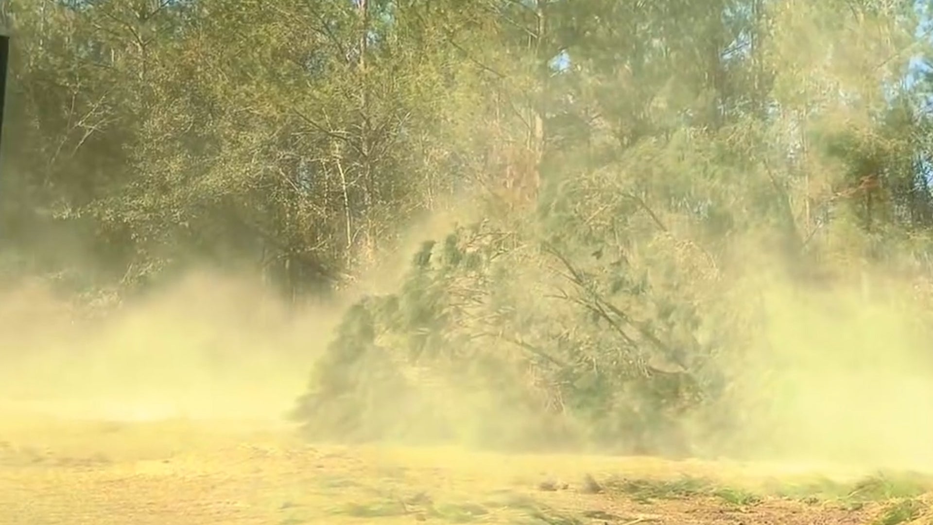 Falling Tree Turns Into A Pollen Storm