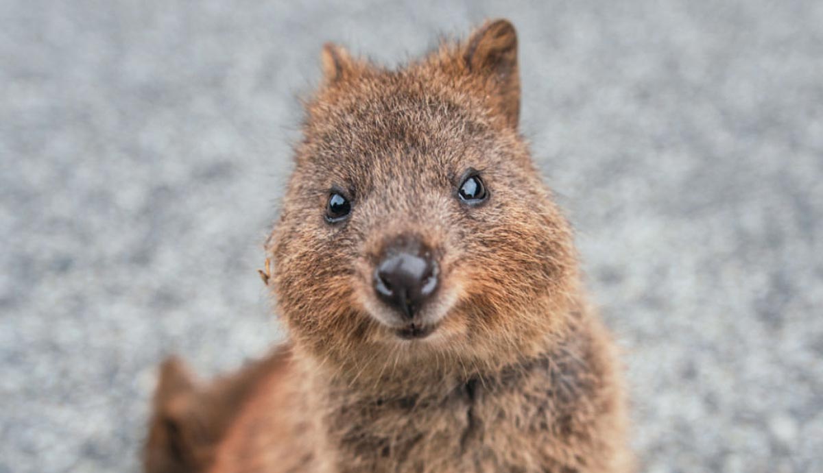 9 Facts About the Quokka: The Smiling Marsupial