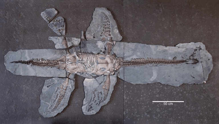 This Rare Fossil Connects The Dots In A 180-million-year-old ...