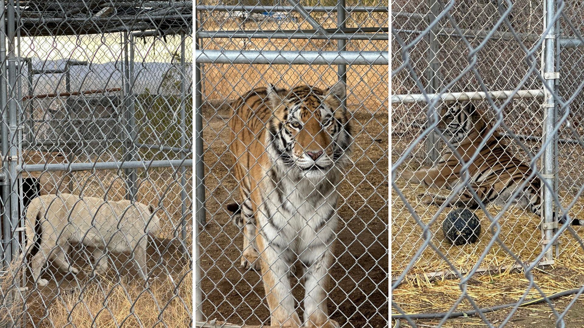 Nye County deputies seize 7 tigers from home in Pahrump