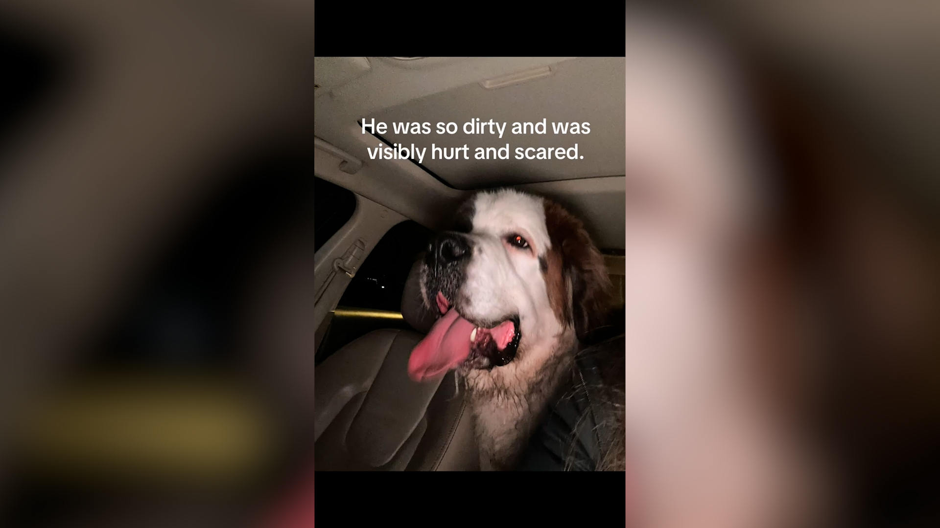 Woman Rescues Giant Dog