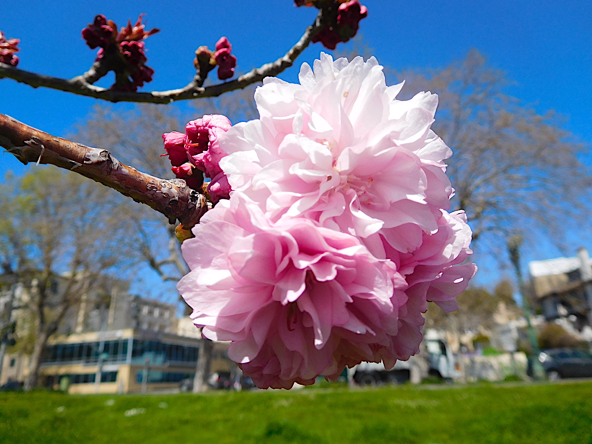 Lake Merritt’s cherry trees are about to erupt in blossoms