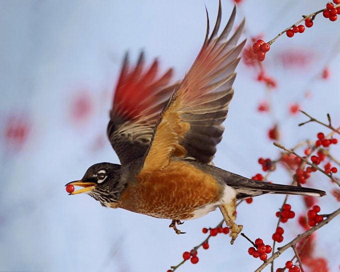 Brainy Birds: America’s Smartest Bird Species