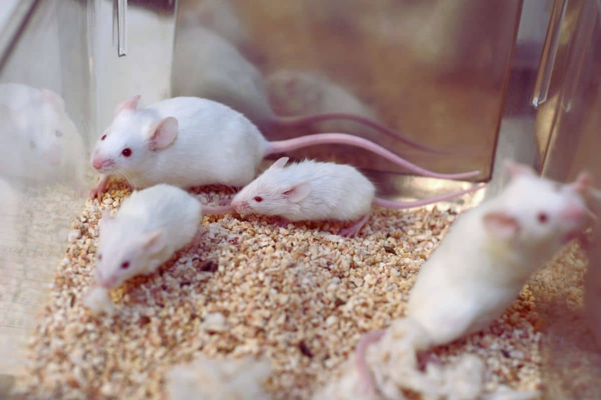 NASA Sent Mice to Space… And Their Bones Were Full of Holes