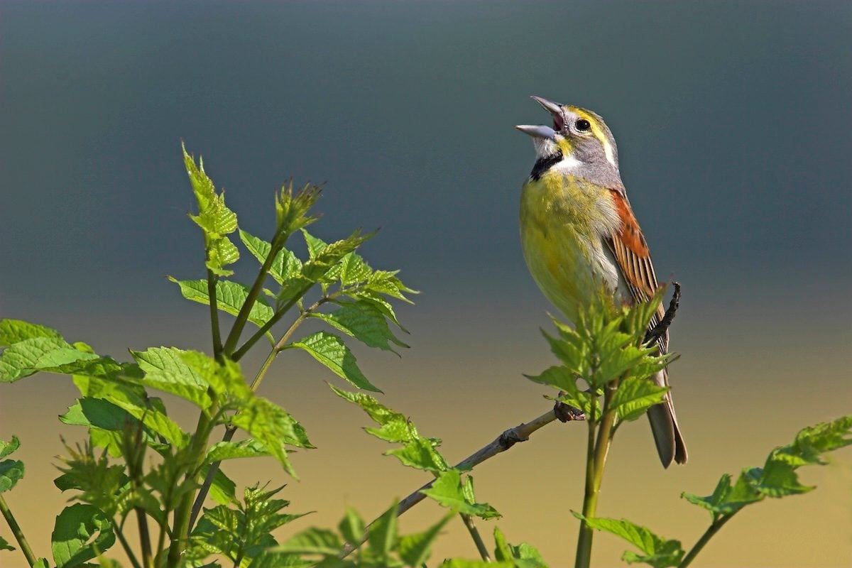 Prairie Birds: The Stunning Species of the Grasslands