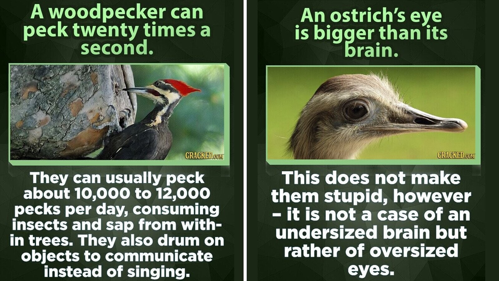 14 Facts about Wild Animal Even Steve Irwin Would Be Proud We Know