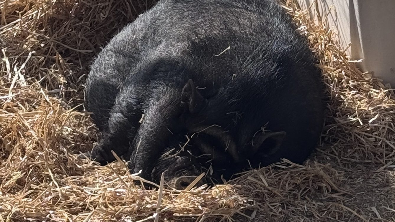 This (not so) little piggy seeks family so she can wee, wee, wee all ...