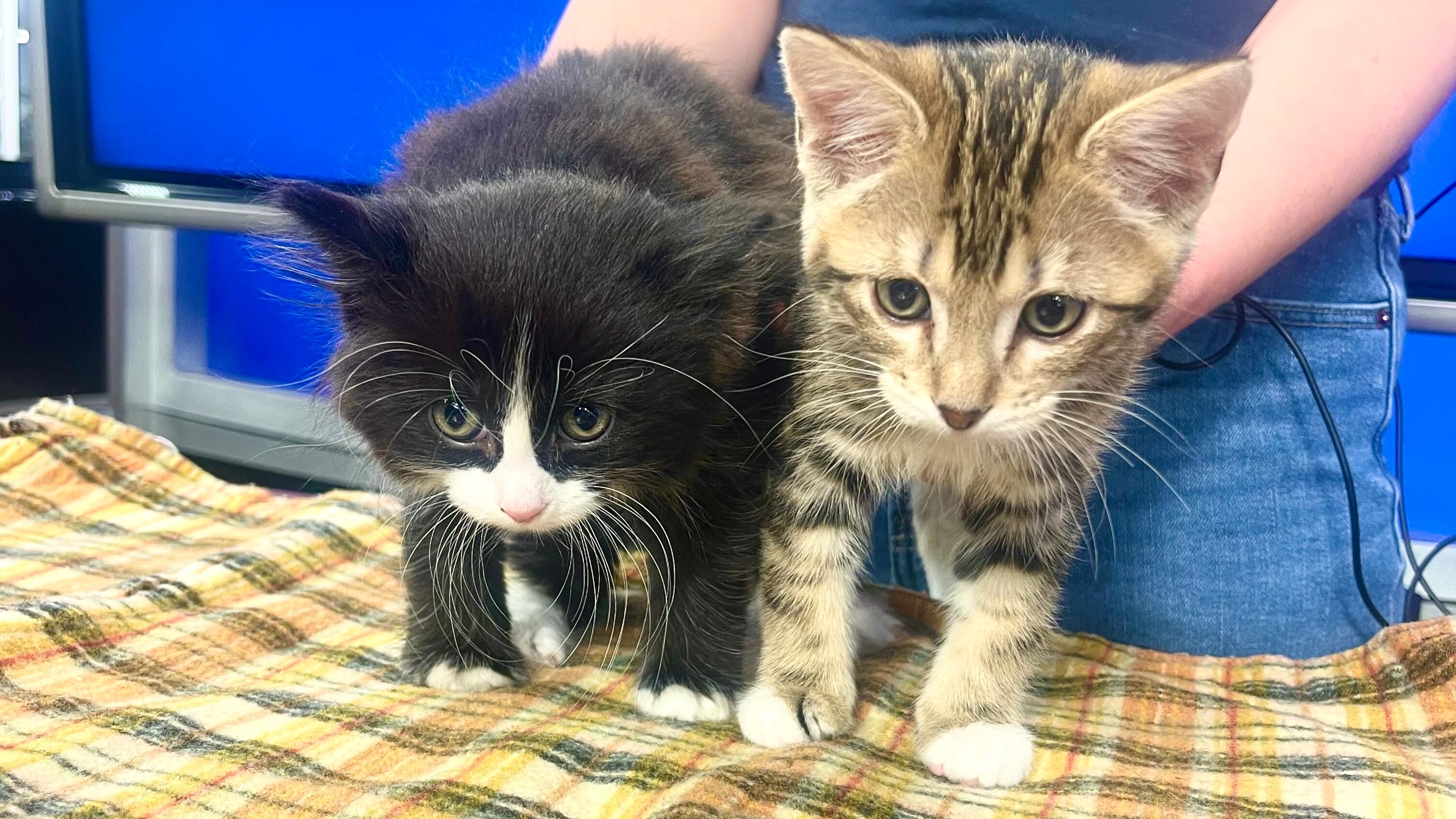This kitten duo is ready to go home with their forever family