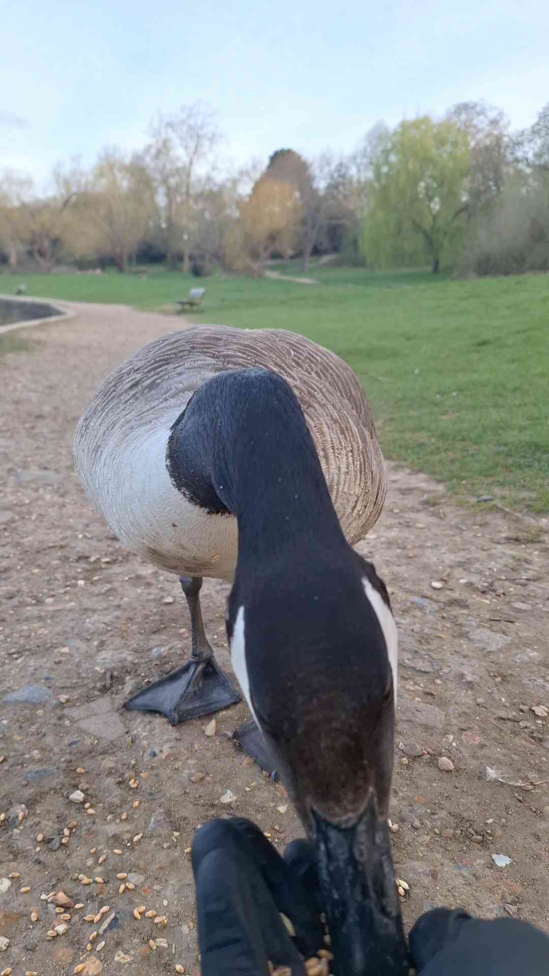 Curious Goose Enjoys a Snack in the Park