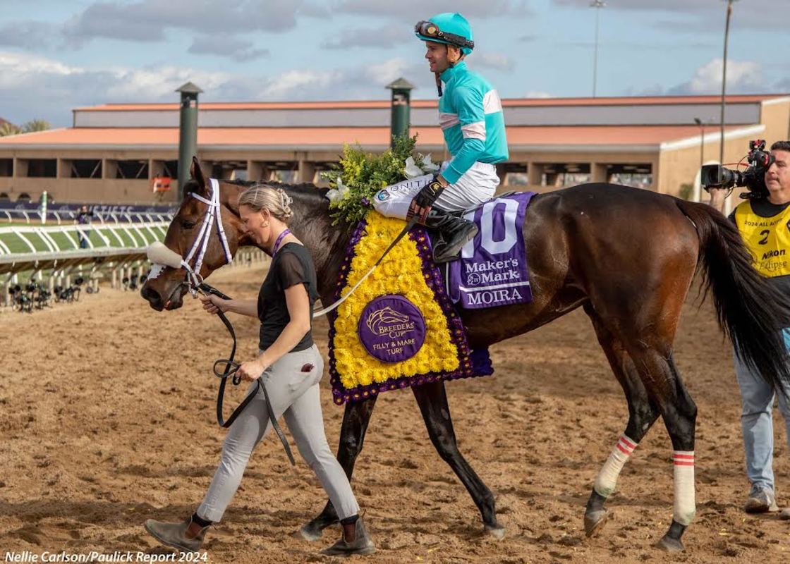 Champion Moira Makes First Australian Run On Friday