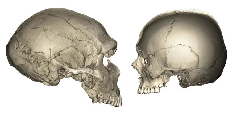 Neanderthals Continued to Grow into Adulthood - Even Their Faces