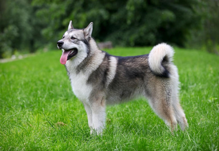 Scientists just made a rare discovery about dogs, and it changes everything