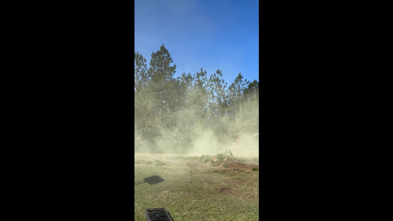 Fallen Tree Releases Huge Cloud of Pollen