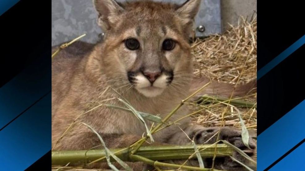 Birmingham Zoo announces name of new cougar cub after community vote