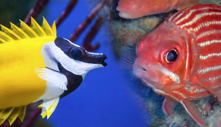 4 Pet Fish That Sting