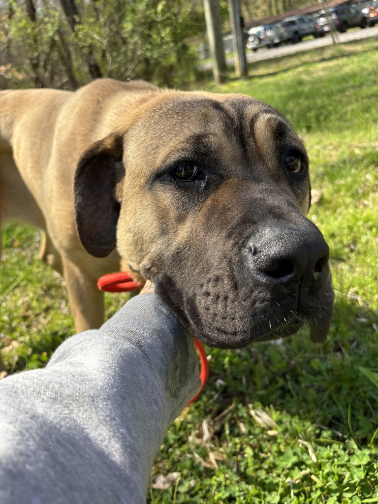 Petersburg’s city animal shelter is full, dogs in need of fur-ever homes