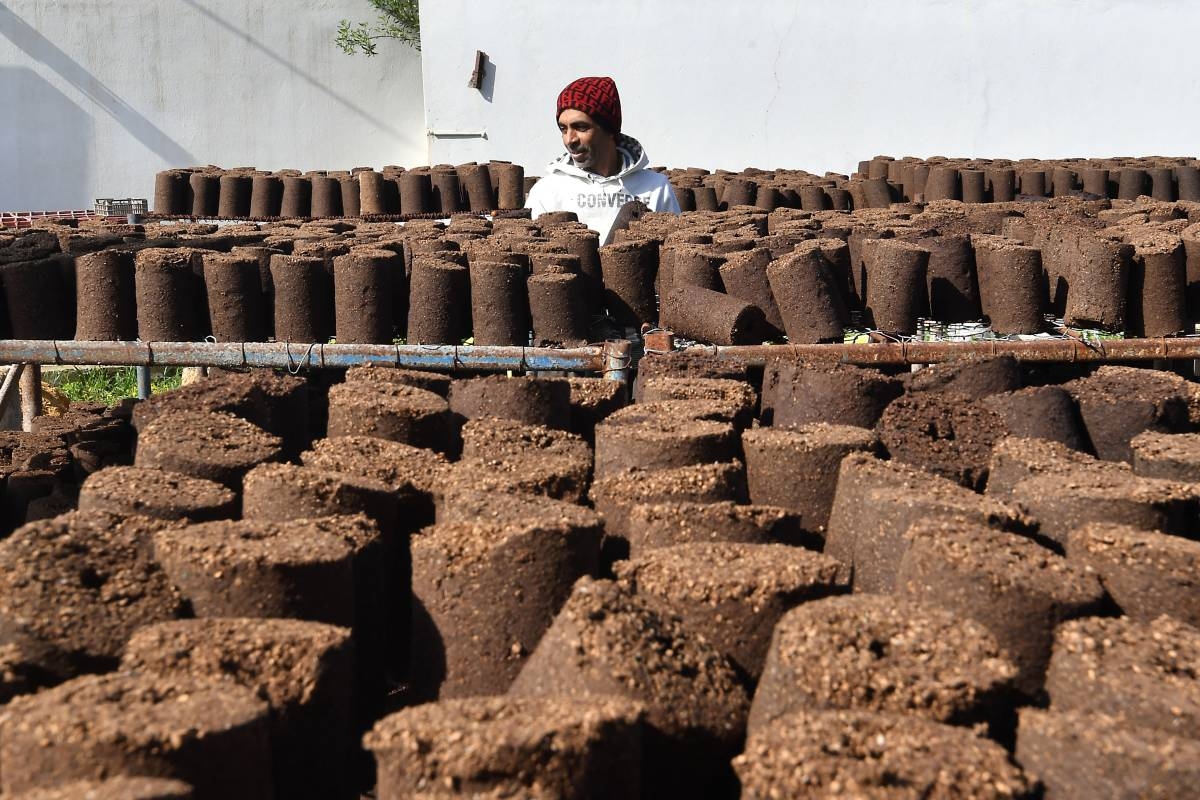 Tunisian startup turns olive waste into clean energy