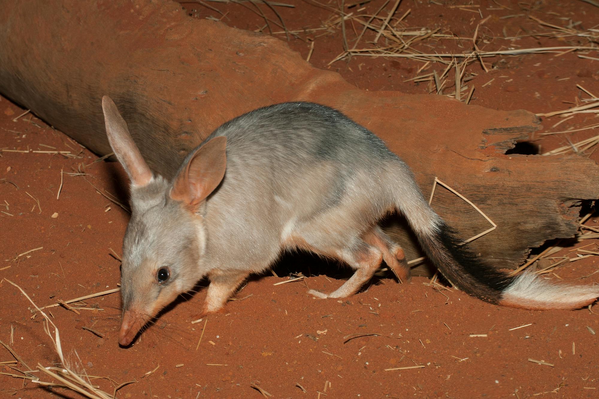 Scientists worked with Warlpiri to track down bilby poo – and uncover ...