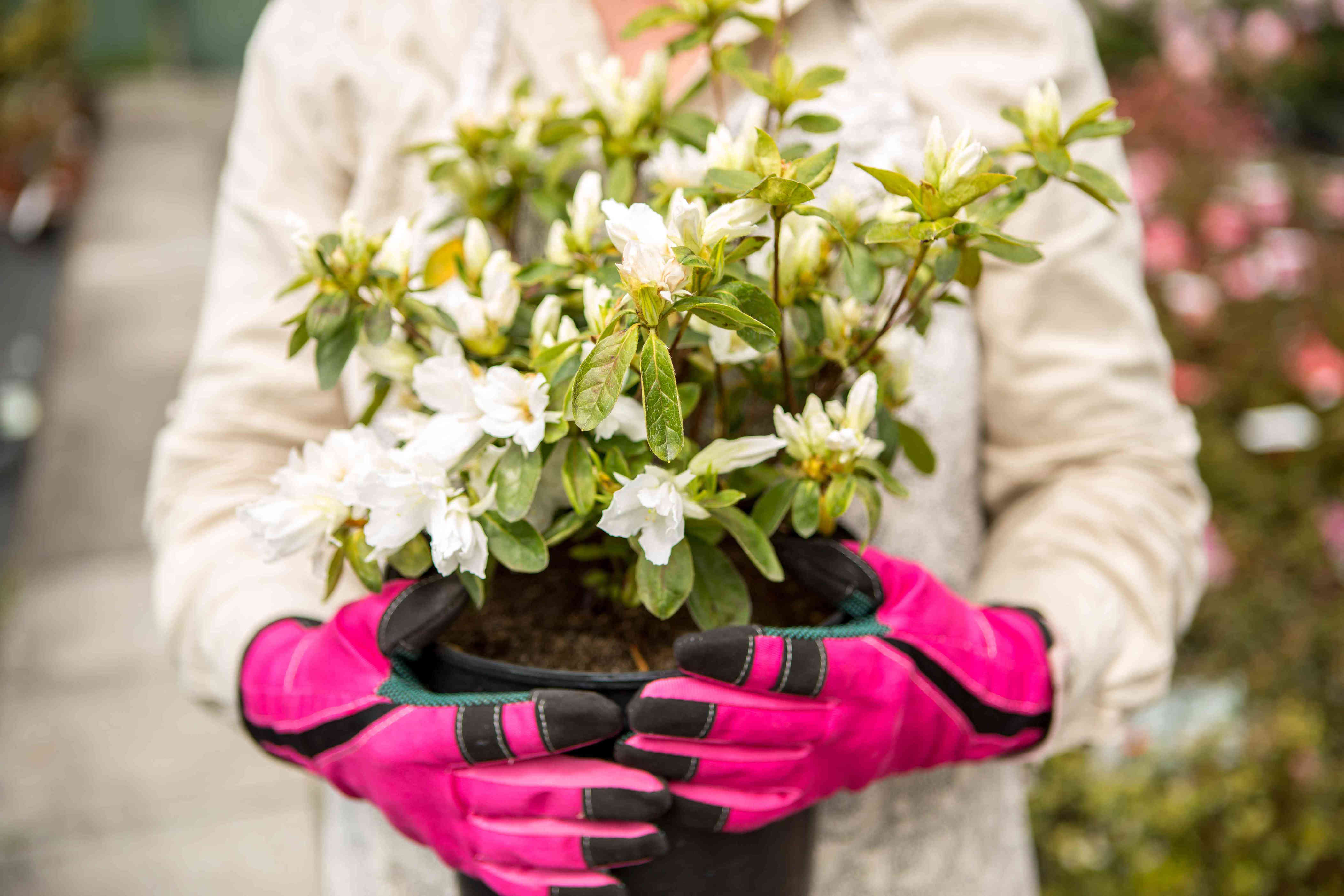 The Best Time To Plant Azaleas For Stunning Blooms