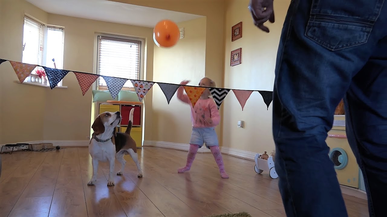 Indoor Sports Stars? These Beagles and Little Girl's Adorable ...