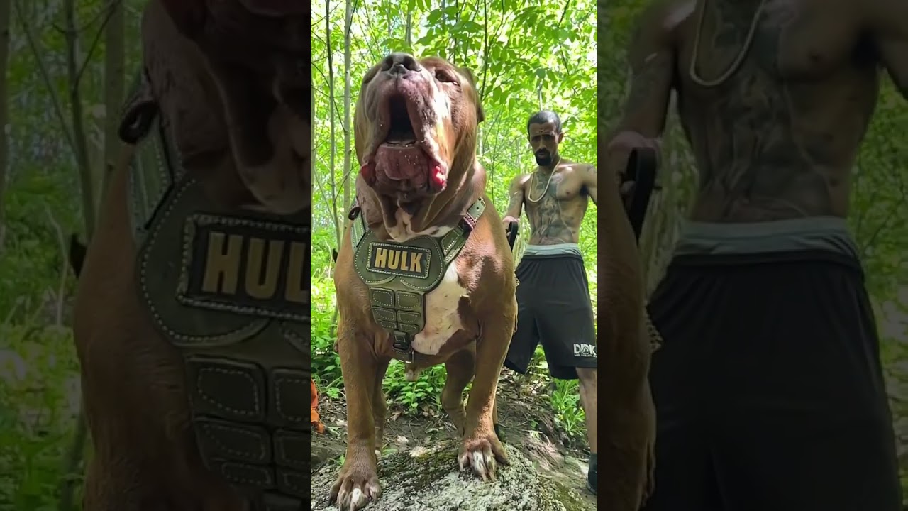 Meet The Incredible Hulk—The Ultimate Guard Dog
