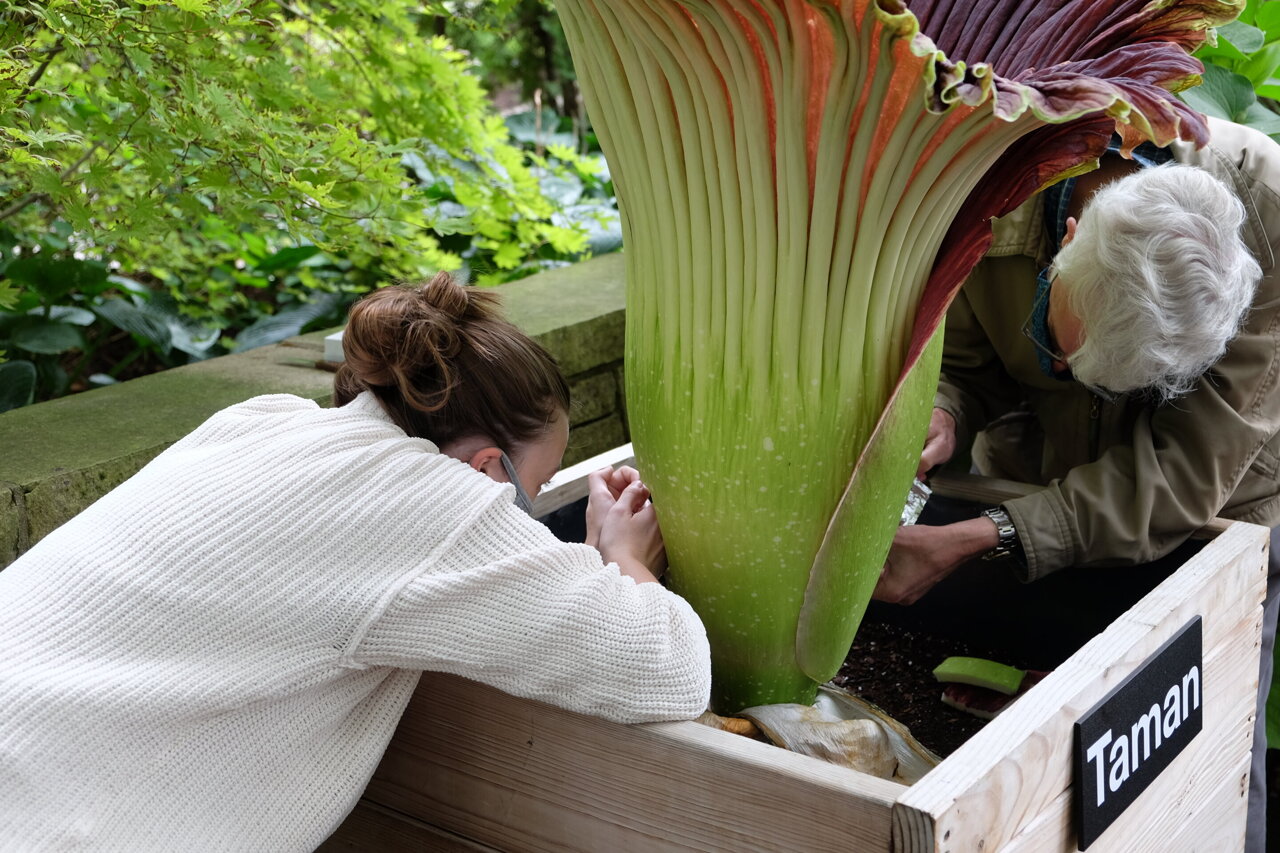 Corpse flowers' survival at risk due to spotty recordkeeping