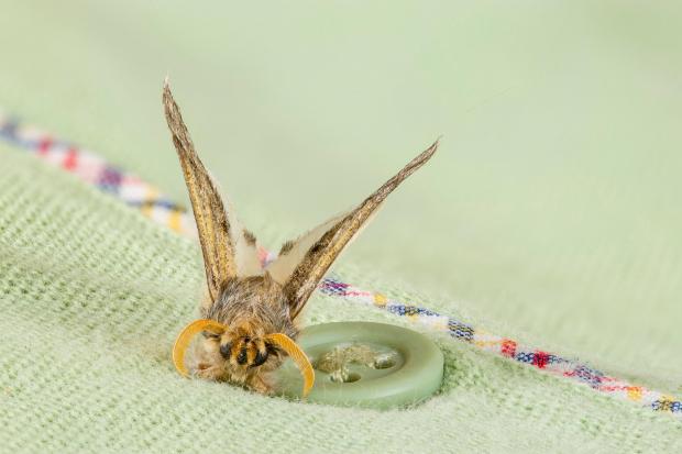 Moth infestation can be 'distressing,' pest control body warns