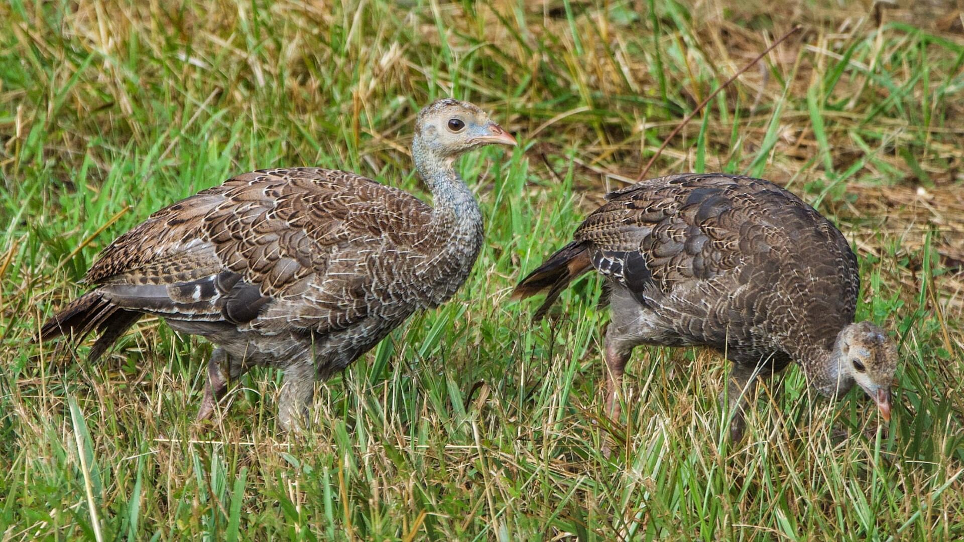 National Wild Turkey Federation partners with Iowa DNR to revitalize ...