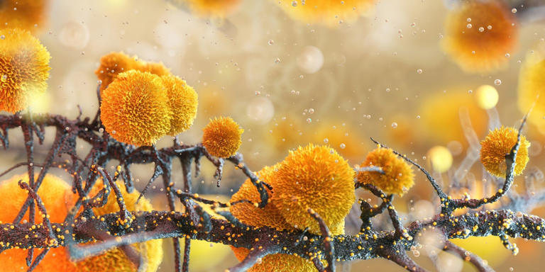 How your skin’s microbes shape immunity, inflammation, and chronic skin ...