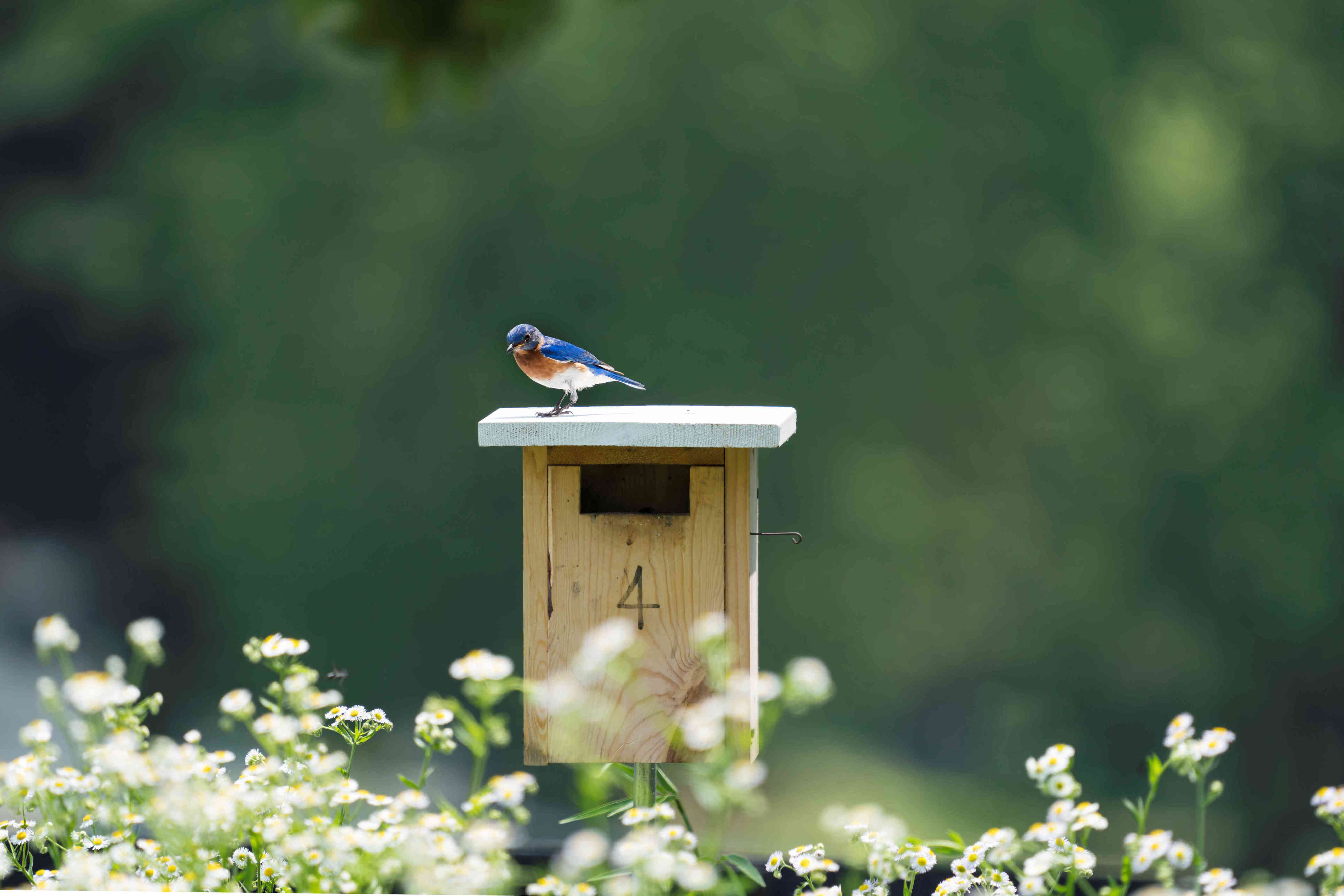 How to attract more birds to your birdhouse with a few simple changes