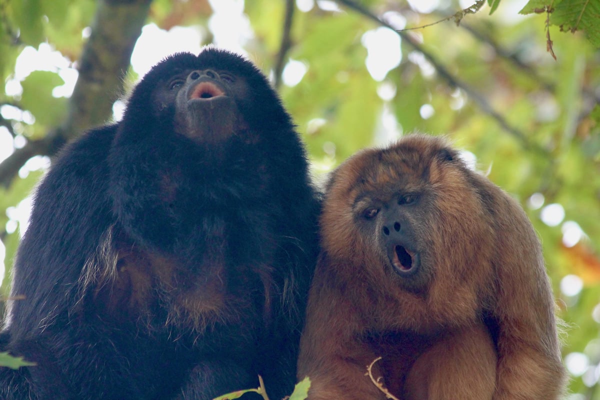 Yodelling monkeys produce greater frequency jumps than humans, study shows