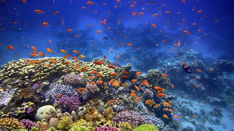 Egypt's Tropical 'Red Sea Riviera' Is An Affordable Alternative To The ...