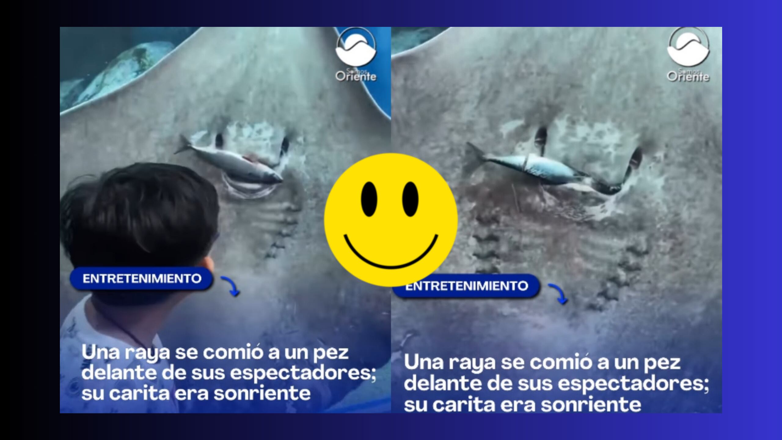 Mantarraya con “cara feliz” devora un pez frente a niños en un acuario ...