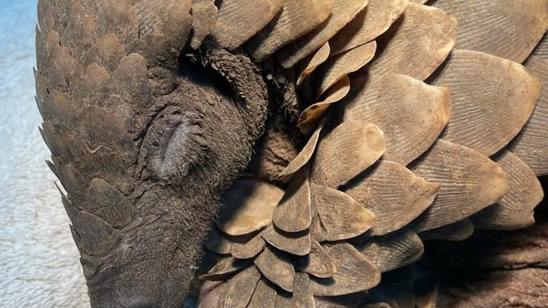 High court orders forfeiture of Hyundai vehicle found transporting pangolin