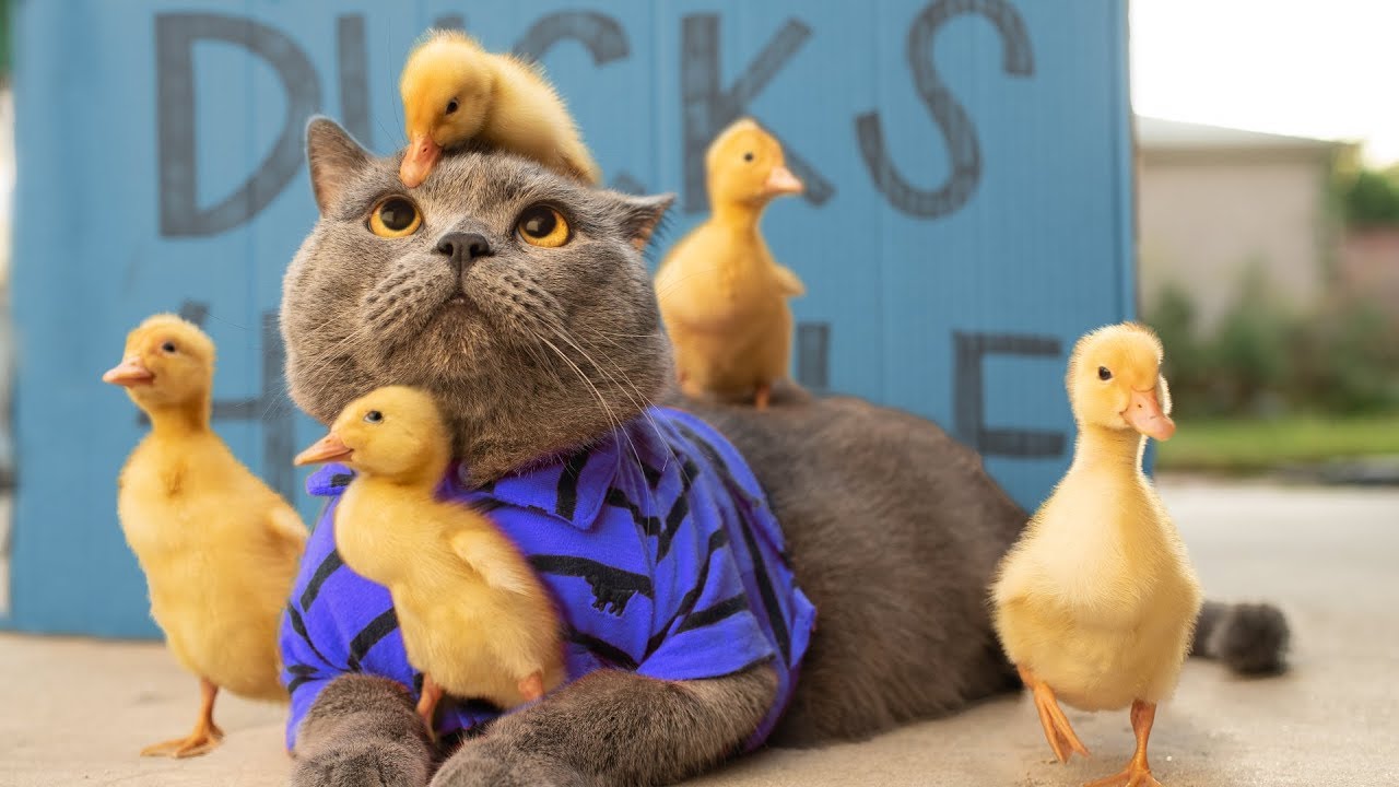 A protective kitten rescues a family of lost baby ducks